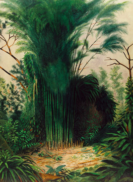 Guilherme William Michaud - Portal GuaraqueçabaPortal Guaraqueçaba